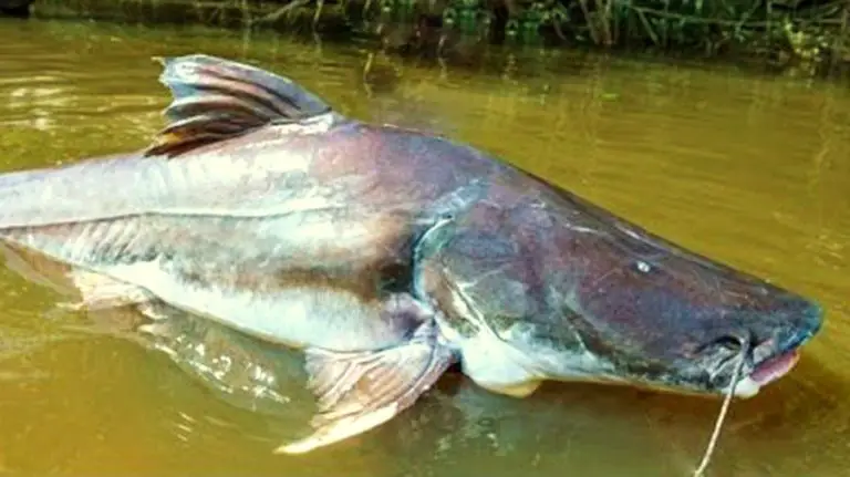 RIO AMAZONAS: Historia, Origen, Características, Profundidad, y mas