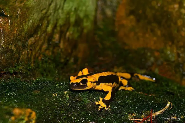 RÍO LEMPA: Ubicación, Mapa, Cuenca y mucho más.