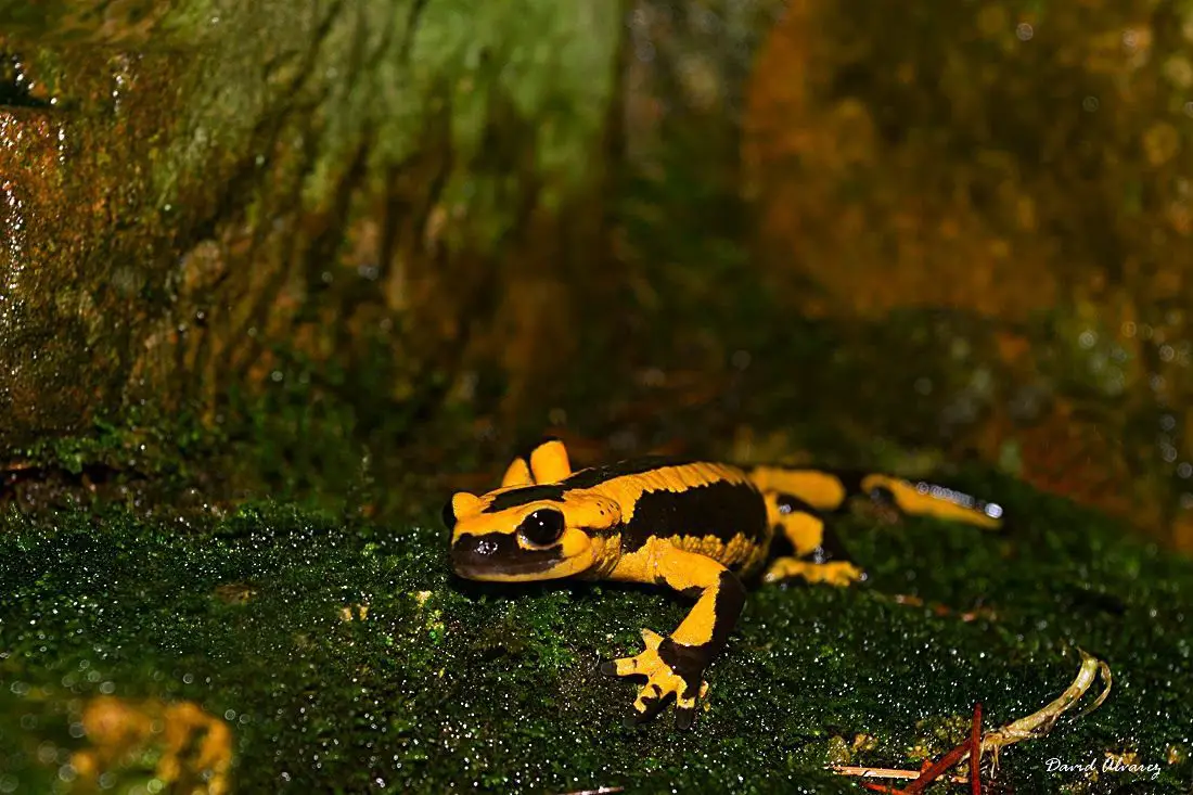 RÍO LEMPA: Ubicación, Mapa, Cuenca y mucho más.