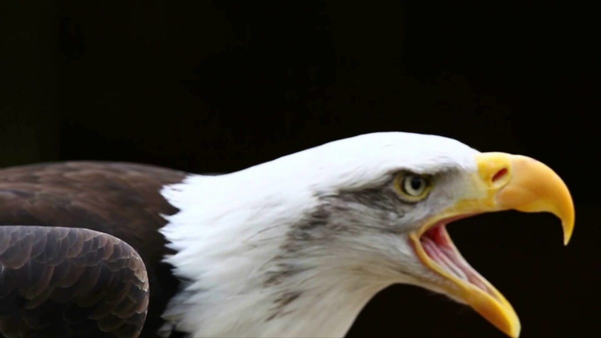 Río Nalón: Mapa y todo lo que necesitas conocer sobre él