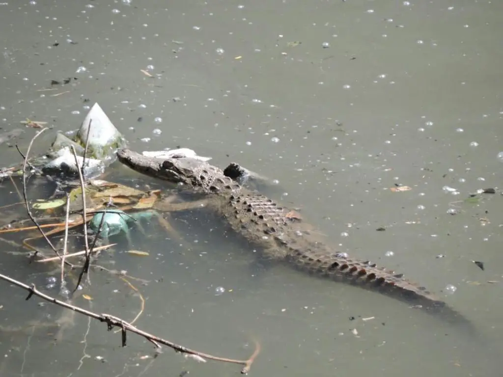 Río Lempa: Ubicación, mapa, cuenca y mucho más