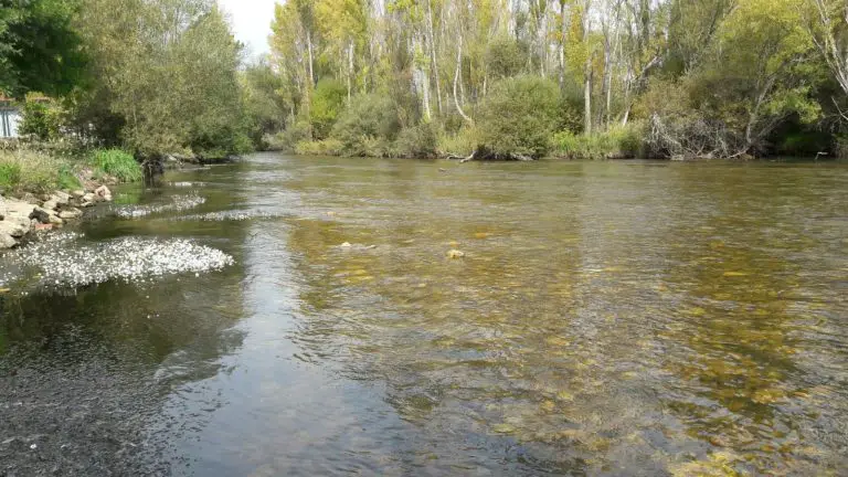 Río Cea: pesca y todo lo que necesita conocer de él