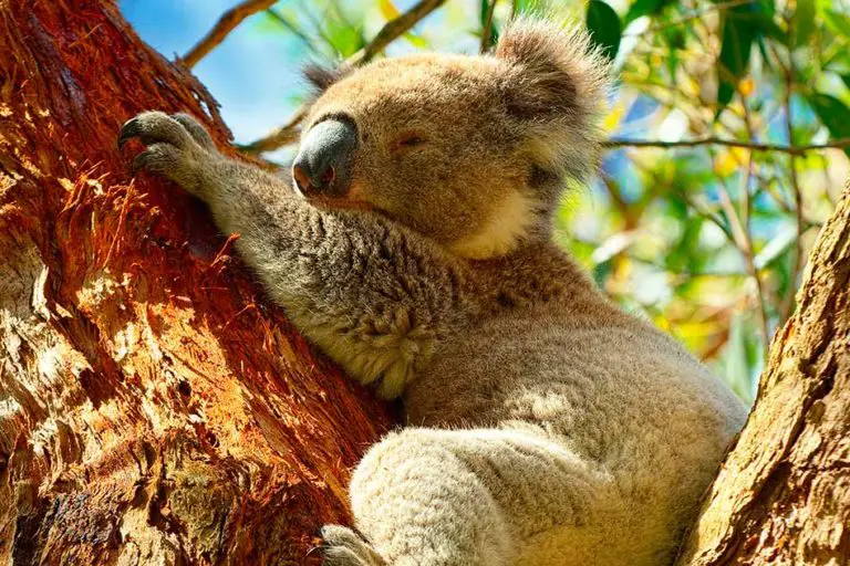 Río Murray: ubicación, mapa y todo lo que desconoce de él