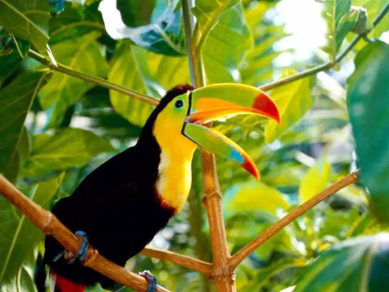 RIO AMAZONAS: Historia, Origen, Características, Profundidad, y mas