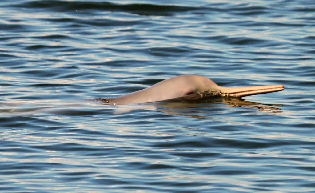 Río de La Plata: historia, características, y mucho más