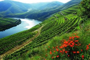 EL RÍO DUERO: Mapa, Nacimiento, Longitud, y mucho más.