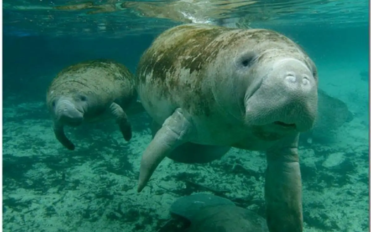 Río Dulce: ubicación, mapa, y mas, todo lo que debes saber