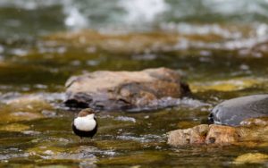 Río Garona: localización, mapa, y todo lo que necesitas saber