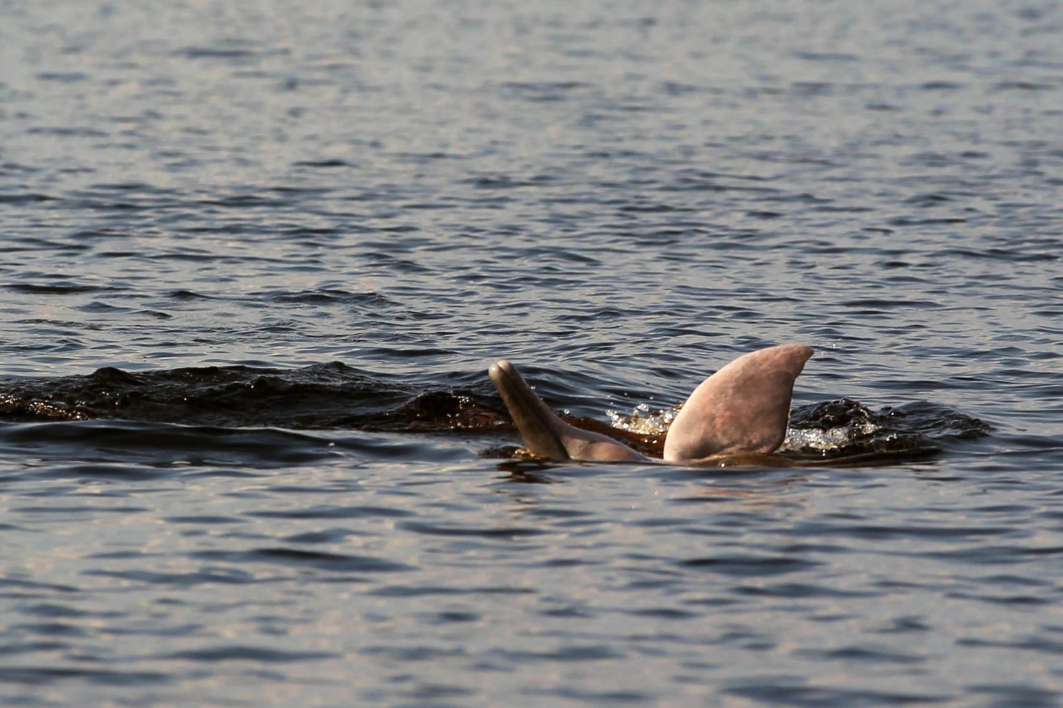 RÍO ORINOCO: Ubicación, Longitud, Cuenca, y mucho más.