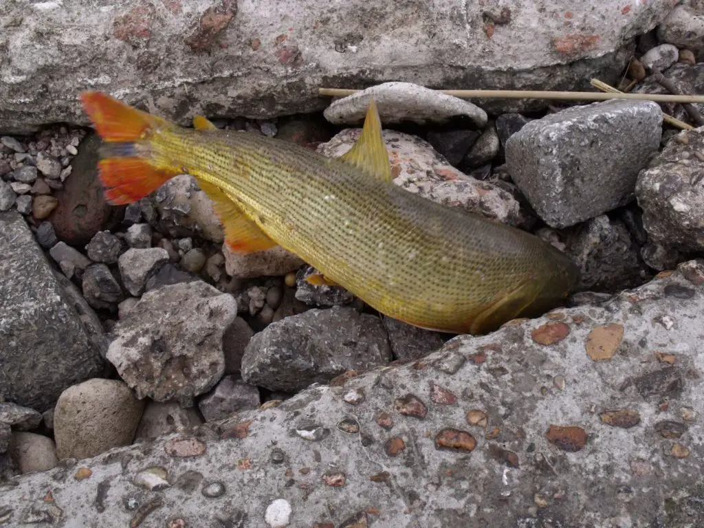 Paraná River: History, Origin, Characteristics, Height, and Much More