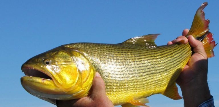 La Plata River: History, Characteristics, and Much More