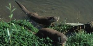 River Turia: history, location, riverbed, source, and more