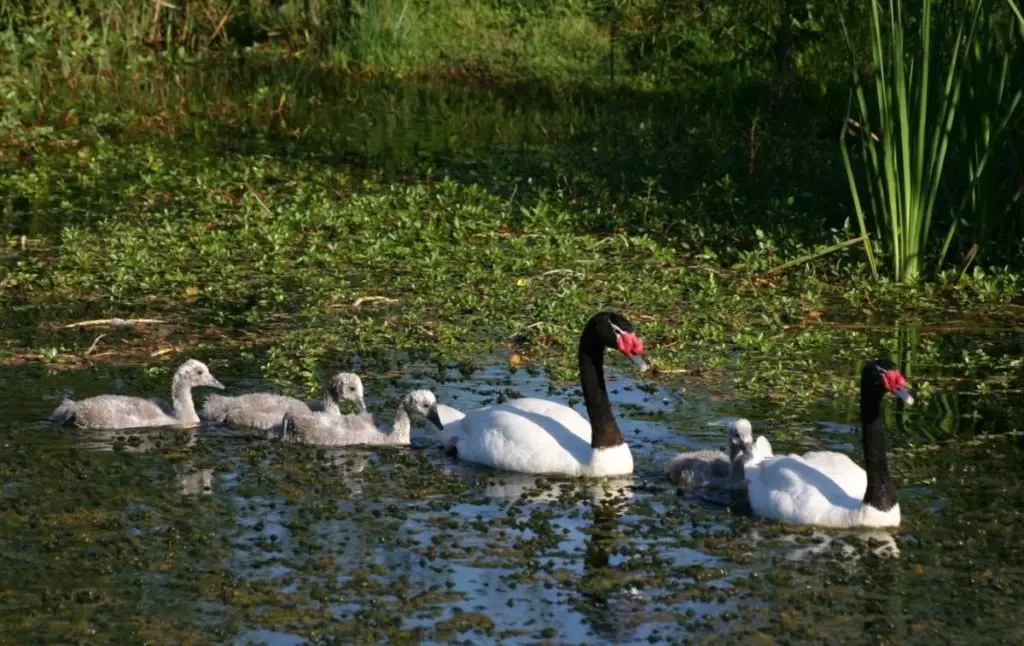 Río Biobío: ubicación, mapa y todo lo que pueda interesar sobre él