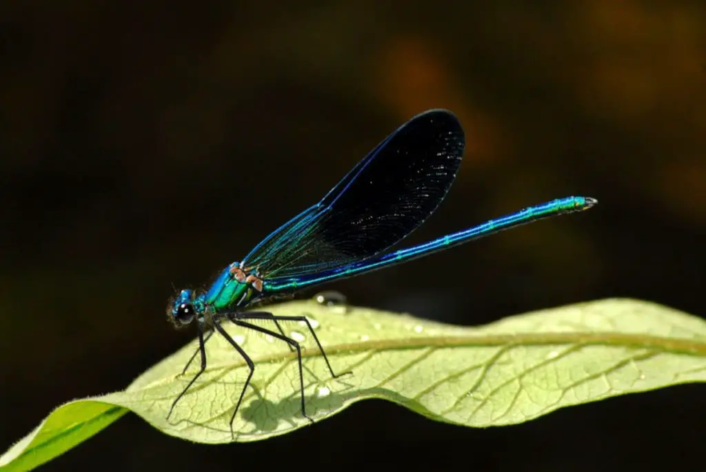 Río Jarama: Mapa, recorrido y todo lo que necesita saber