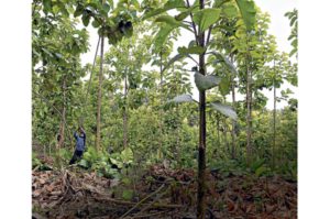 Río Guayas: mapa puente y todo lo que necesita conocer