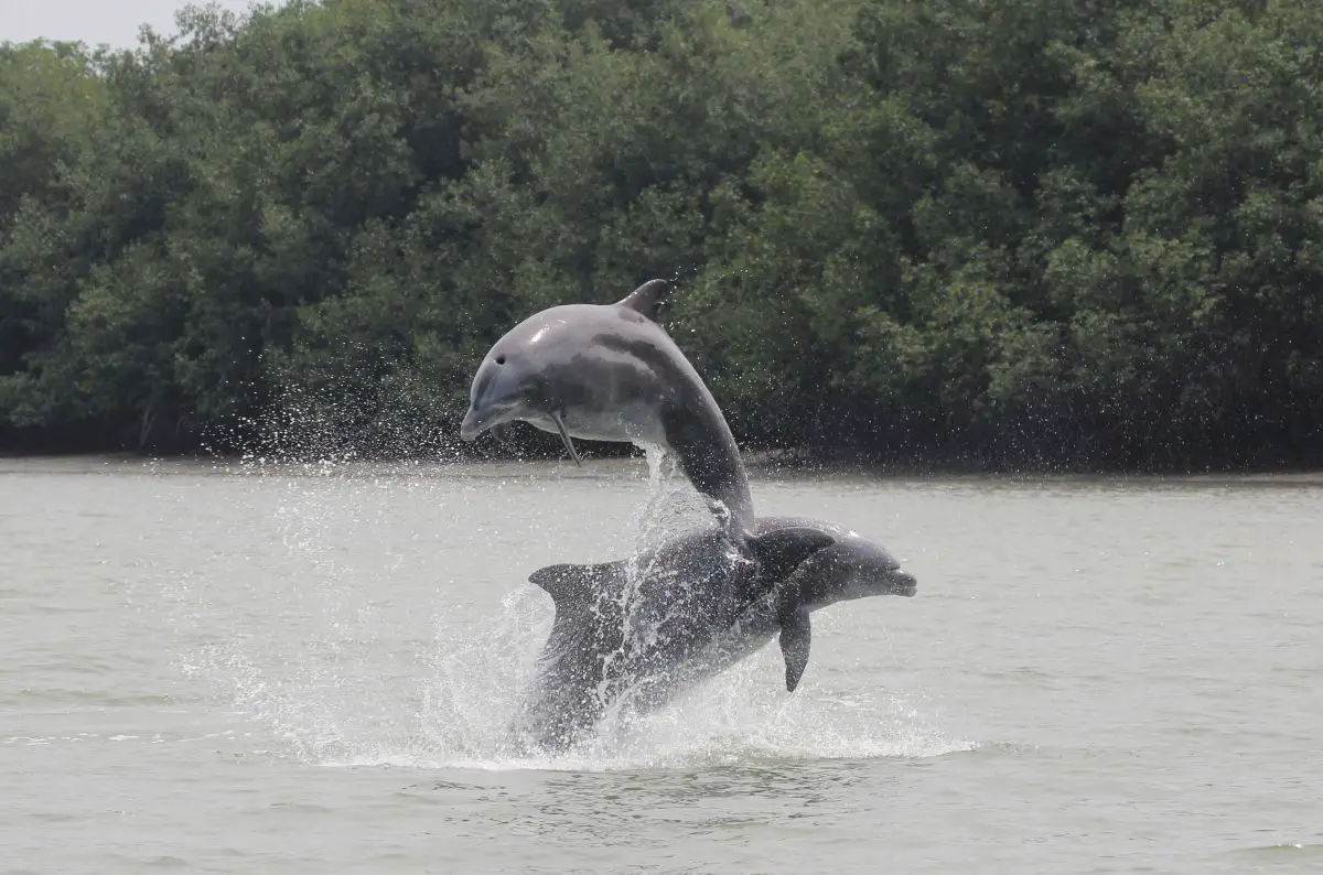 Río Guayas: mapa puente y todo lo que necesita conocer