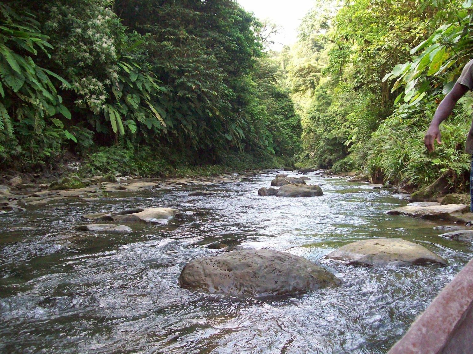 Río Baudó: entérate de todo lo que necesitas conocer sobre él