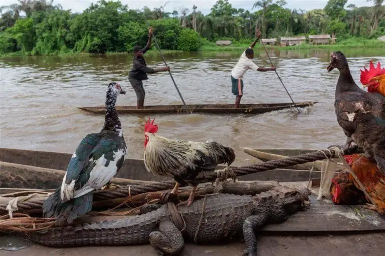 Congo River: Location, Cities, Tributaries, and All you need to know