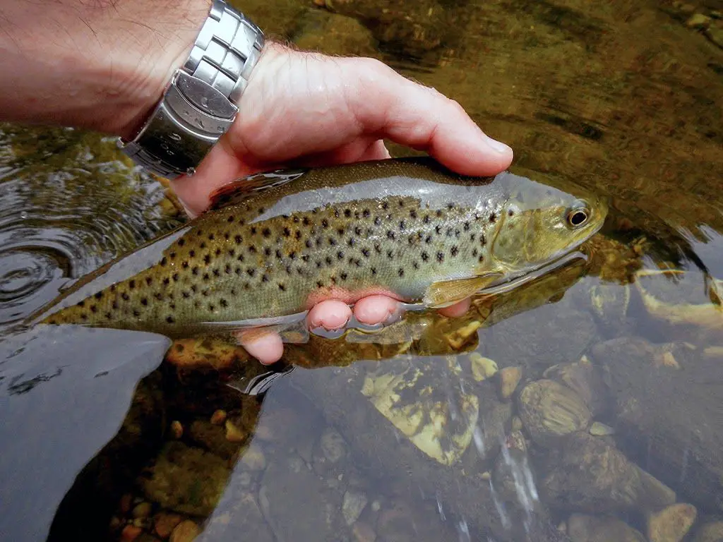 Río Narcea: mapa, y todo lo que necesita conocer sobre él