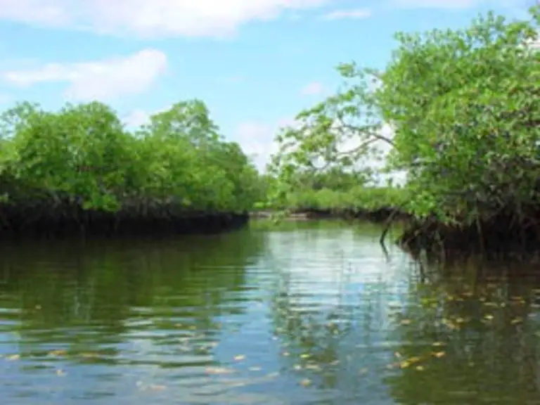 Río Zarumilla: Ubicación y todo lo que necesita conocer sobre él