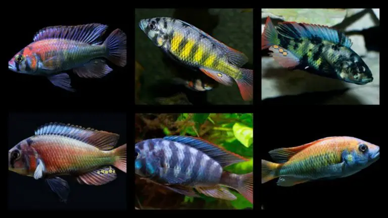 CONOCE TODO ACERCA DEL GRAN LAGO VICTORIA EN ÁFRICA.