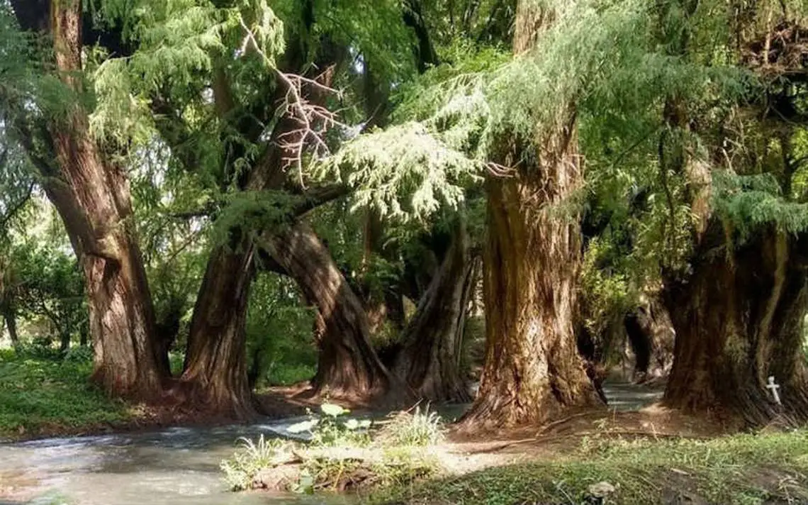 TODO LO QUE DEBES CONOCER SOBRE EL LAGO DE CAMÉCUARO