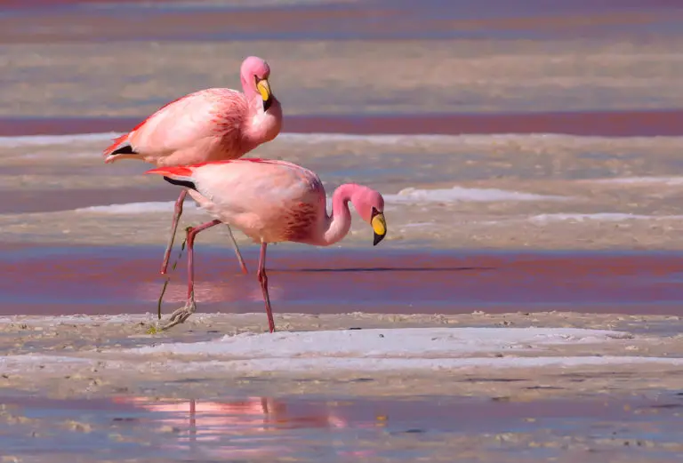 TODO ACERCA DE LA LAGUNA ROSA Y SUS AGUAS DE COLOR