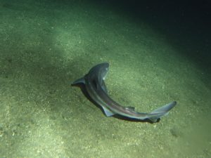 CONOCE EL MAR DE MÁRMARA Y SUS IMPORTANTES ESTRECHOS