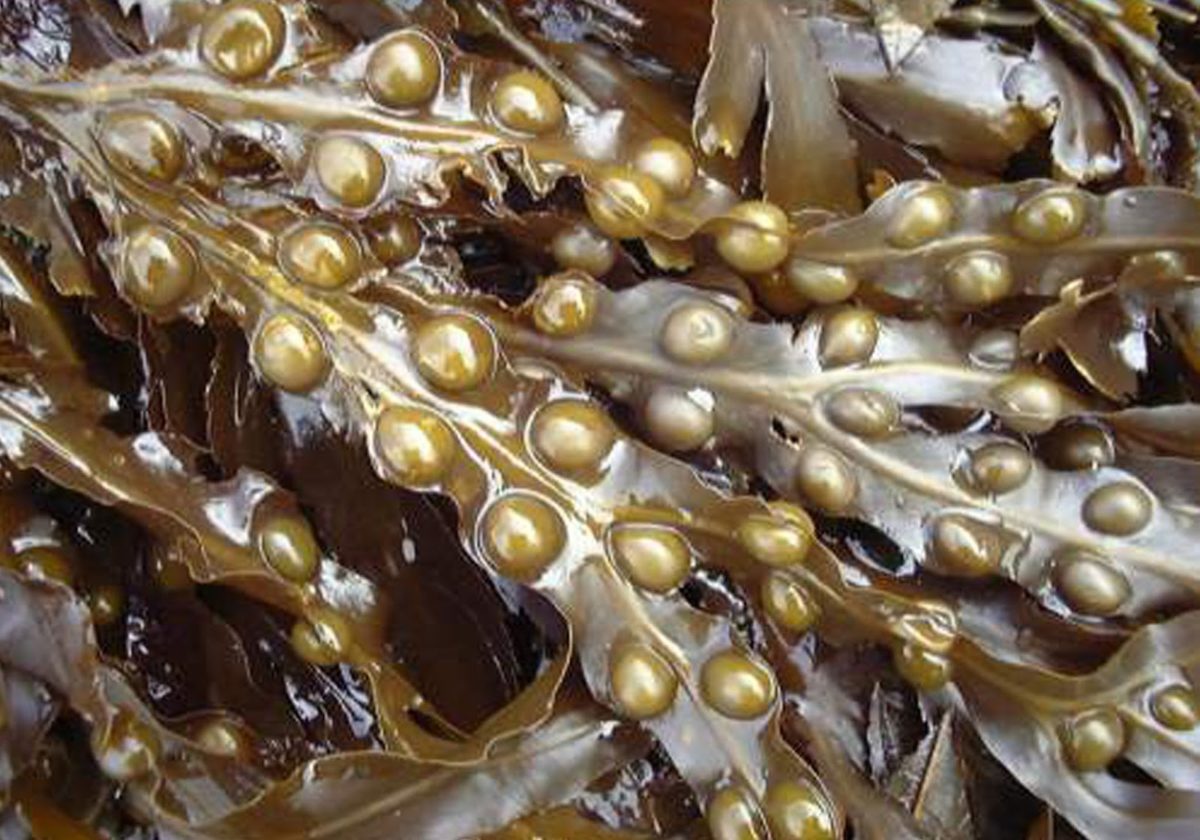 TODO ACERCA DEL IMPORTANTE MAR BÁLTICO, DE AGUA SALOBRE