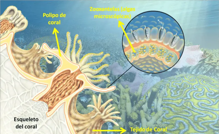 TODO ACERCA DEL MARAVILLOSO MAR CARIBE Y SUS COSTAS