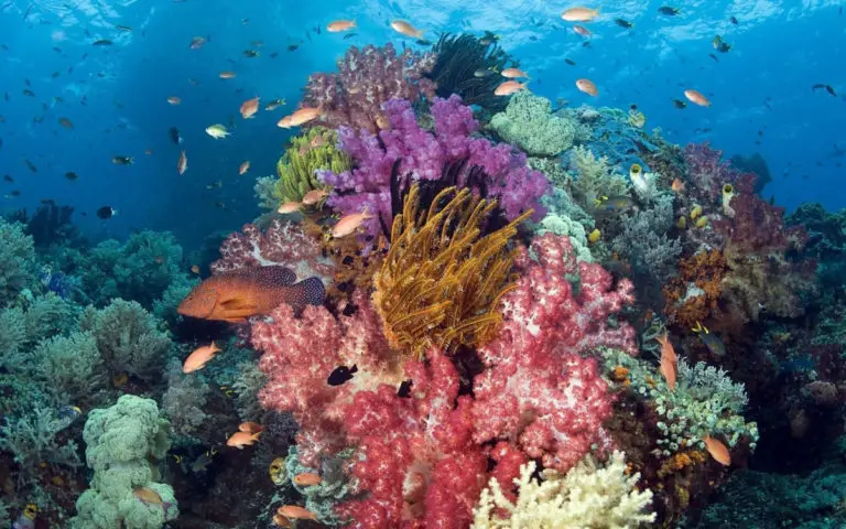 TODO ACERCA DEL MARAVILLOSO MAR CARIBE Y SUS COSTAS