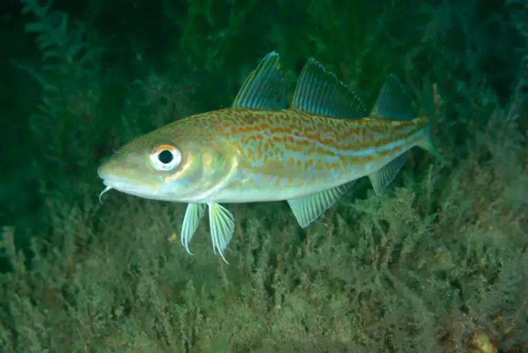 TODO ACERCA DEL MAR DE BARENTS EN EL OCÉANO ÁRTICO