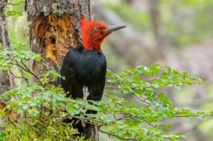 TODO SOBRE EL LAGO RANCO EN LA REGIÓN DE LOS RÍOS, CHILE