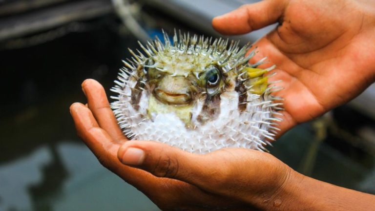 TOP 10 PECES MÁS VENENOSOS Y MORTALES DEL MUNDO
