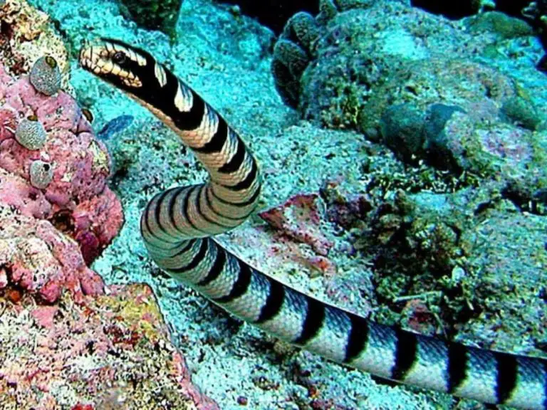 TOP 10 PECES MÁS VENENOSOS Y MORTALES DEL MUNDO
