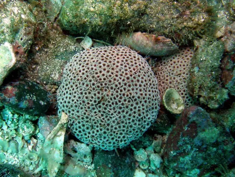 TOP 10 PECES MÁS VENENOSOS Y MORTALES DEL MUNDO