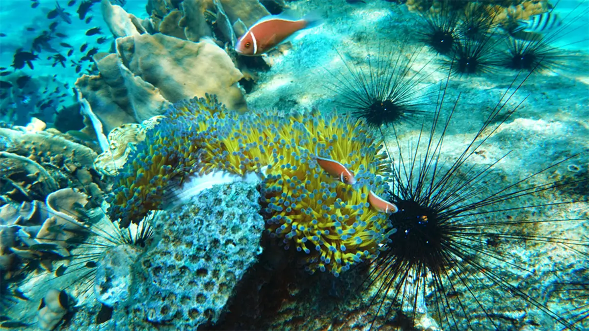 EL GRAN ÁREA MARINA PROTEGIDA DE SEAFLOWER, UBICADA EN COLOMBIA