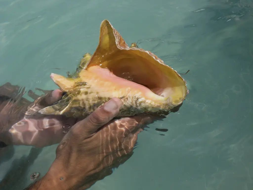 EL GRAN ÁREA MARINA PROTEGIDA DE SEAFLOWER, UBICADA EN COLOMBIA