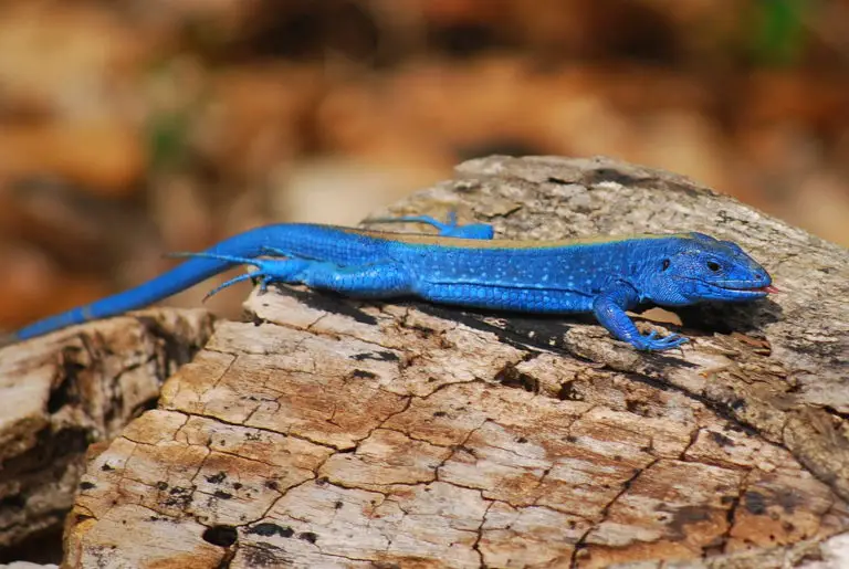 ISLA DE CAPRI, LA ISLA MÁS VISITADA POR LOS ITALIANOS