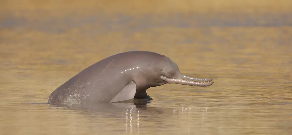 EL RÍO INDO, UNO DE LOS MÁS LARGOS DEL CONTINENTE INDIO